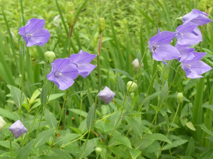 京都御苑 | 一般財団法人国民公園協会